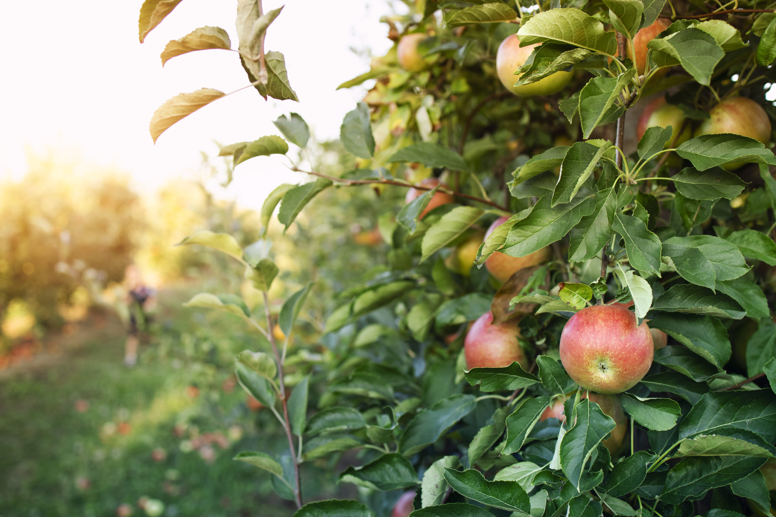 Supporting Your Orchard In Real Time | Poma Tech